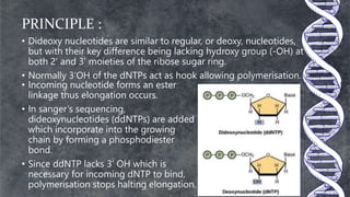 Sanger’s Method of Sequencing (1).pptx