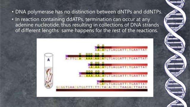 Sanger’s Method of Sequencing (1).pptx