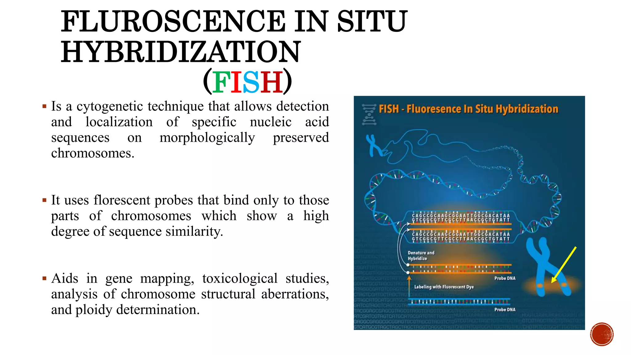 GISH AND FISH | PPTX
