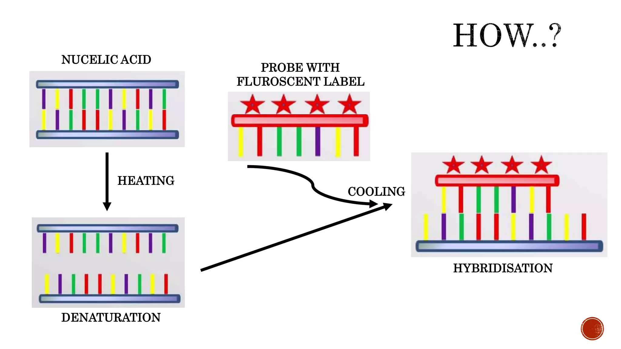 GISH AND FISH | PPTX