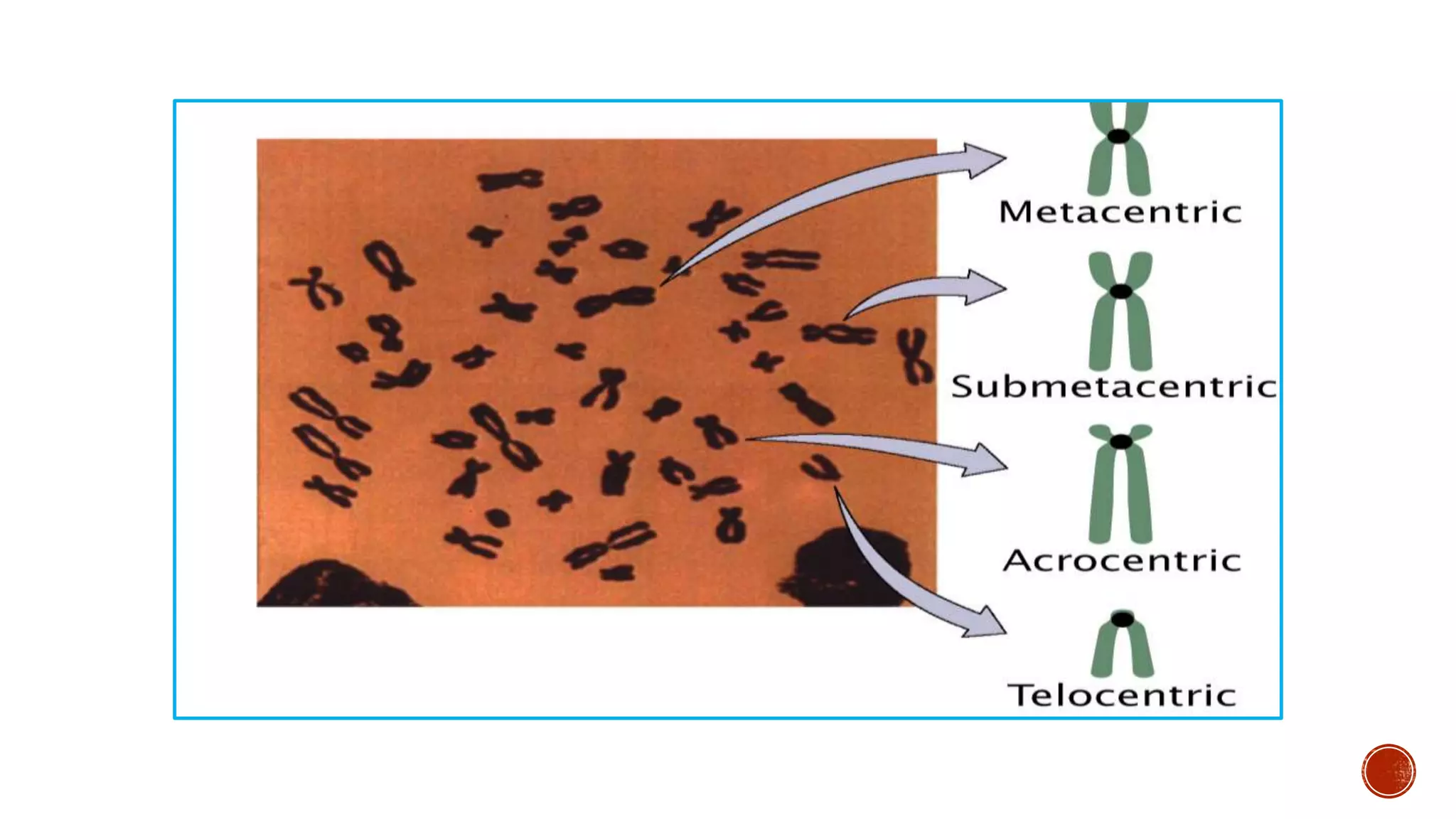 GISH AND FISH | PPTX