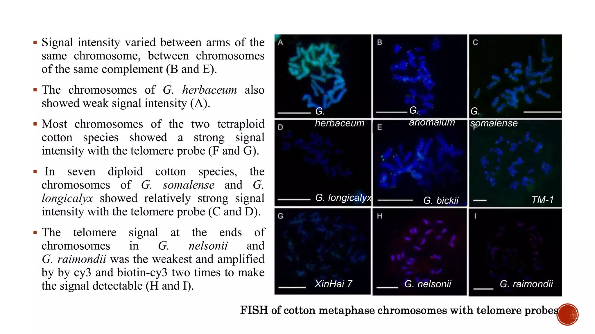 GISH AND FISH | PPTX