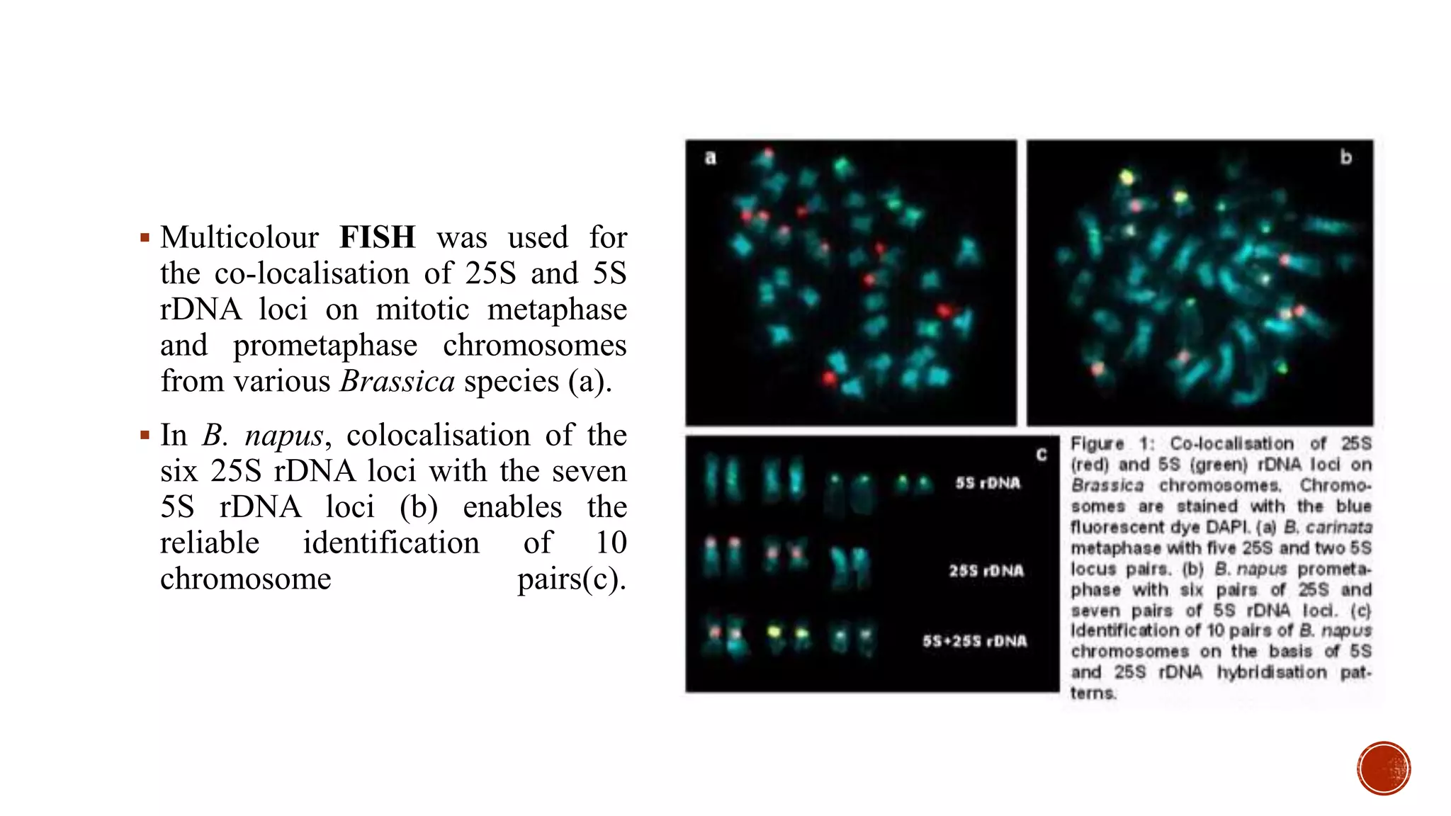 GISH AND FISH | PPTX