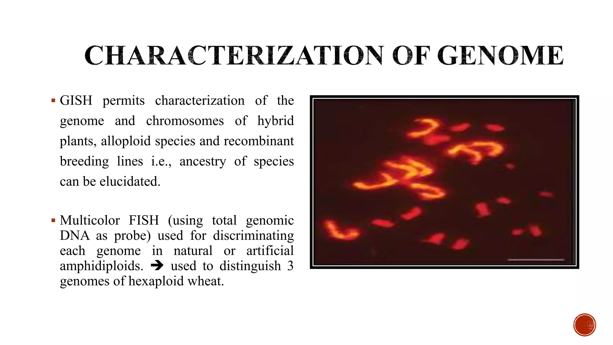 GISH AND FISH | PPTX