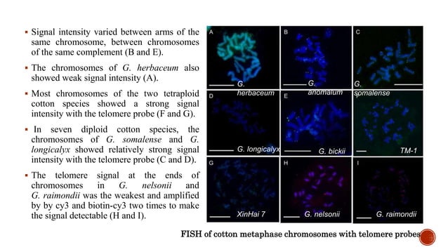 GISH AND FISH | PPTX