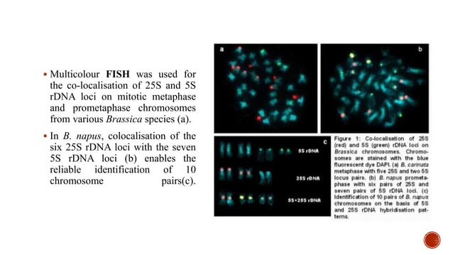 GISH AND FISH | PPTX