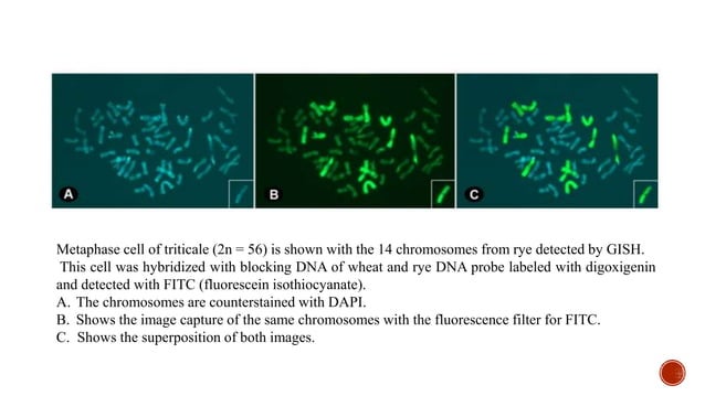 GISH AND FISH | PPTX