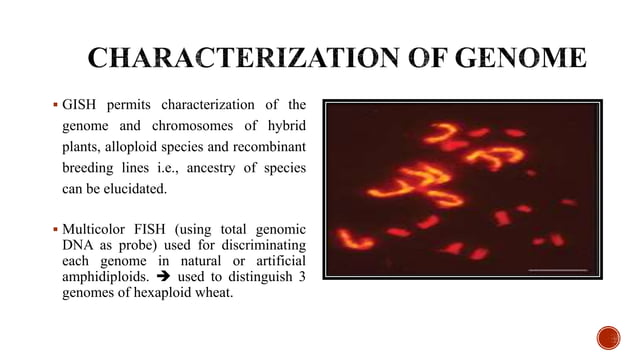 GISH AND FISH | PPTX