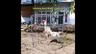 Sangkar Ayam Bangkok Besi Tahan Rayap, Wa. 0858-7670-4000.pptx
