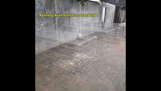 Sangkar Ayam Bangkok Besi Tahan Rayap, Wa. 0858-7670-4000.pptx