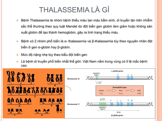 Sang loc thalassemia | PDF
