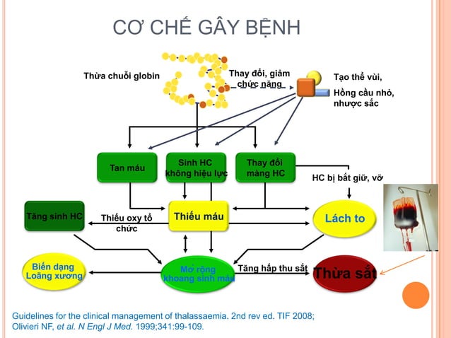 Sang loc thalassemia | PDF