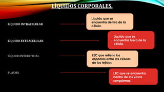 sangre power point anatomo fisiologia ki | PDF