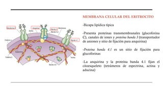 Exploración Completa de la Sangre Humana | PPTX
