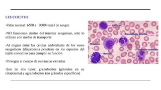 Exploración Completa de la Sangre Humana | PPTX