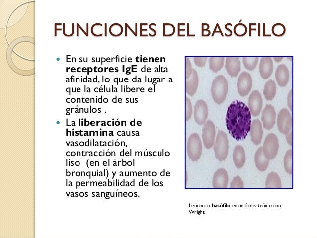 Basófilos: Características, Morfología, Funciones, Enfermedades – VAIXM