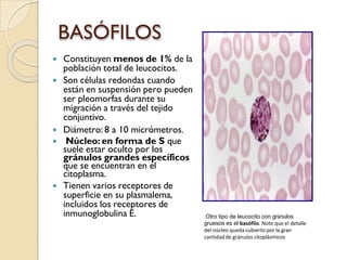 SANGRE_HEMATOPOYESIS.pptx