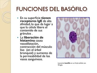 SANGRE_HEMATOPOYESIS.pptx