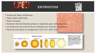 Sangre y sus componentes (Eritrocitos, Leucocitos, y plaquetas ...