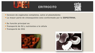 Sangre y sus componentes (Eritrocitos, Leucocitos, y plaquetas ...