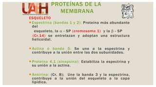 Sangre y sus componentes (Eritrocitos, Leucocitos, y plaquetas ...