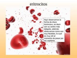 Sangre histologica | PPS