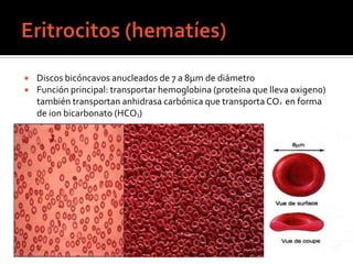 fisiologia de la sangre | PPTX