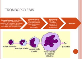 Sangre y hematopoyesis. Histologia | PPTX