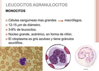 Histologia De Monócitos