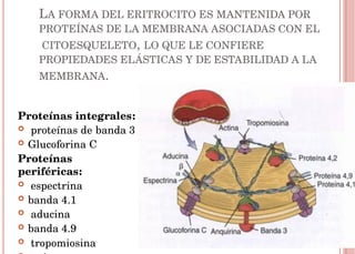 sangre y hematopoyesis trabajo de histologia | PPTX