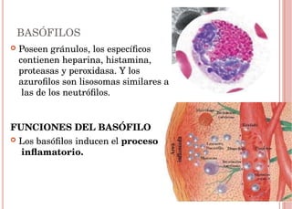 sangre y hematopoyesis trabajo de histologia | PPTX