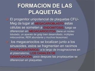 Sangre y hematopoyesis plaquetas | PPTX