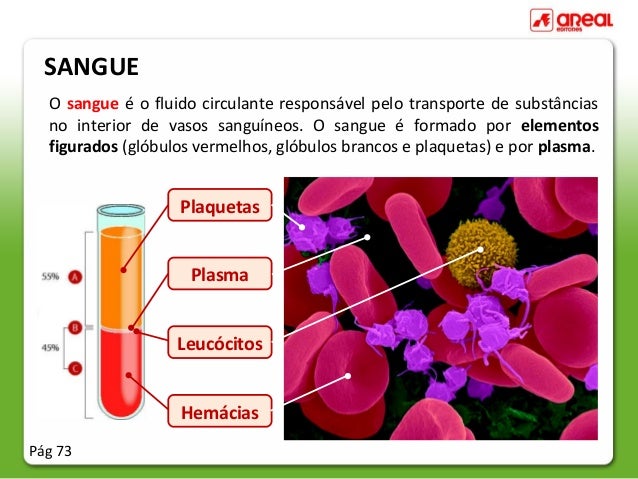 Sangue
