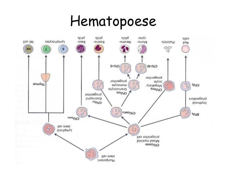 Sangue, hematopoese, hemograma