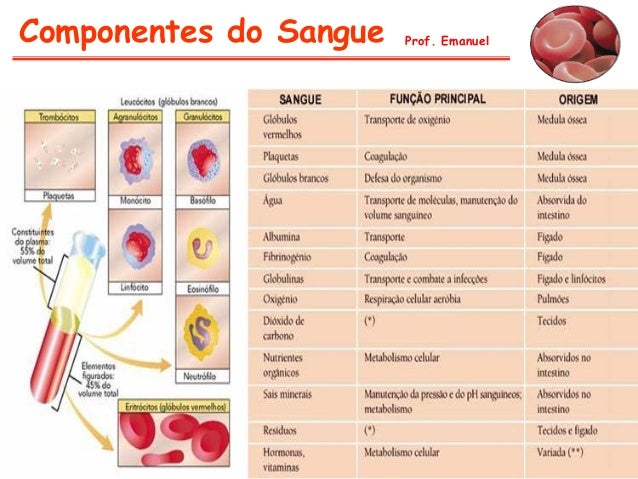 Sangue (histologia)