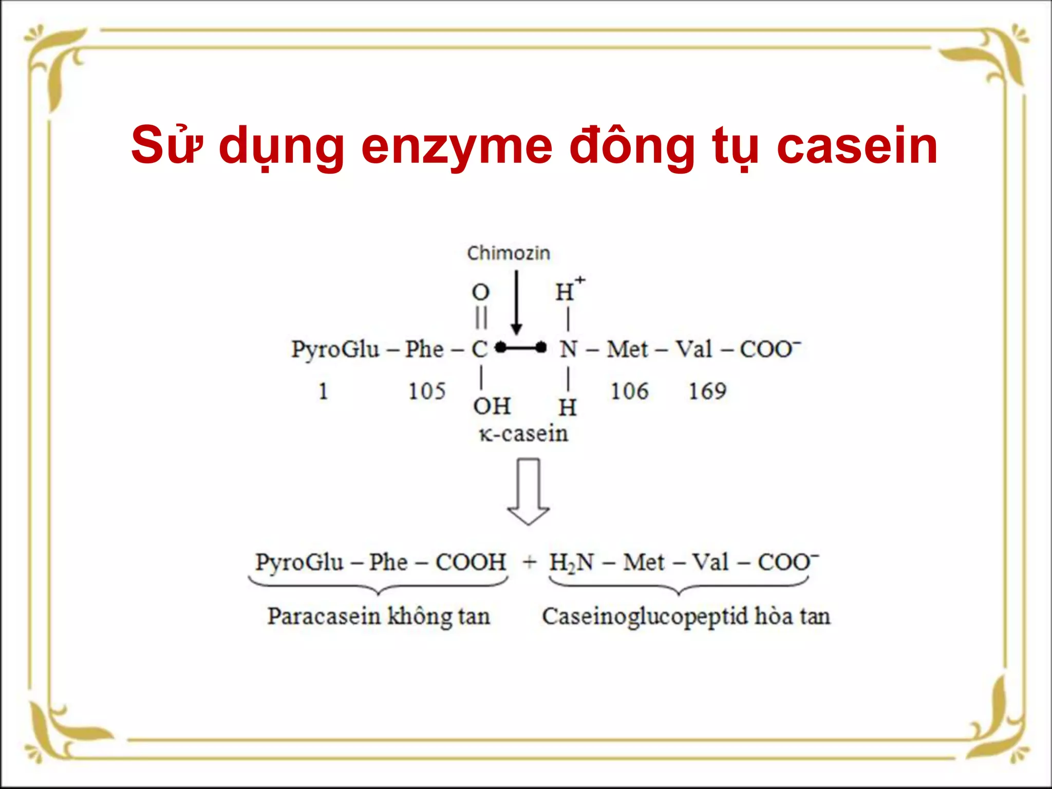 Đông tụ casein | PPTX