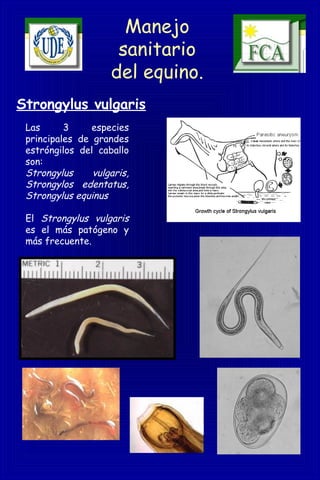 Strongylus Equinus
