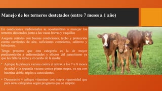 SANIDAD ANIMAL EN GANADO BOVINO DE CRIANZA EXTENSIVA | PPT