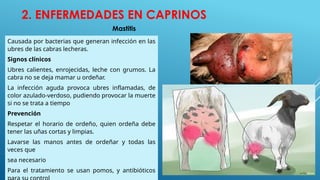 La sanidad y enfermedades en caprinos.pptx
