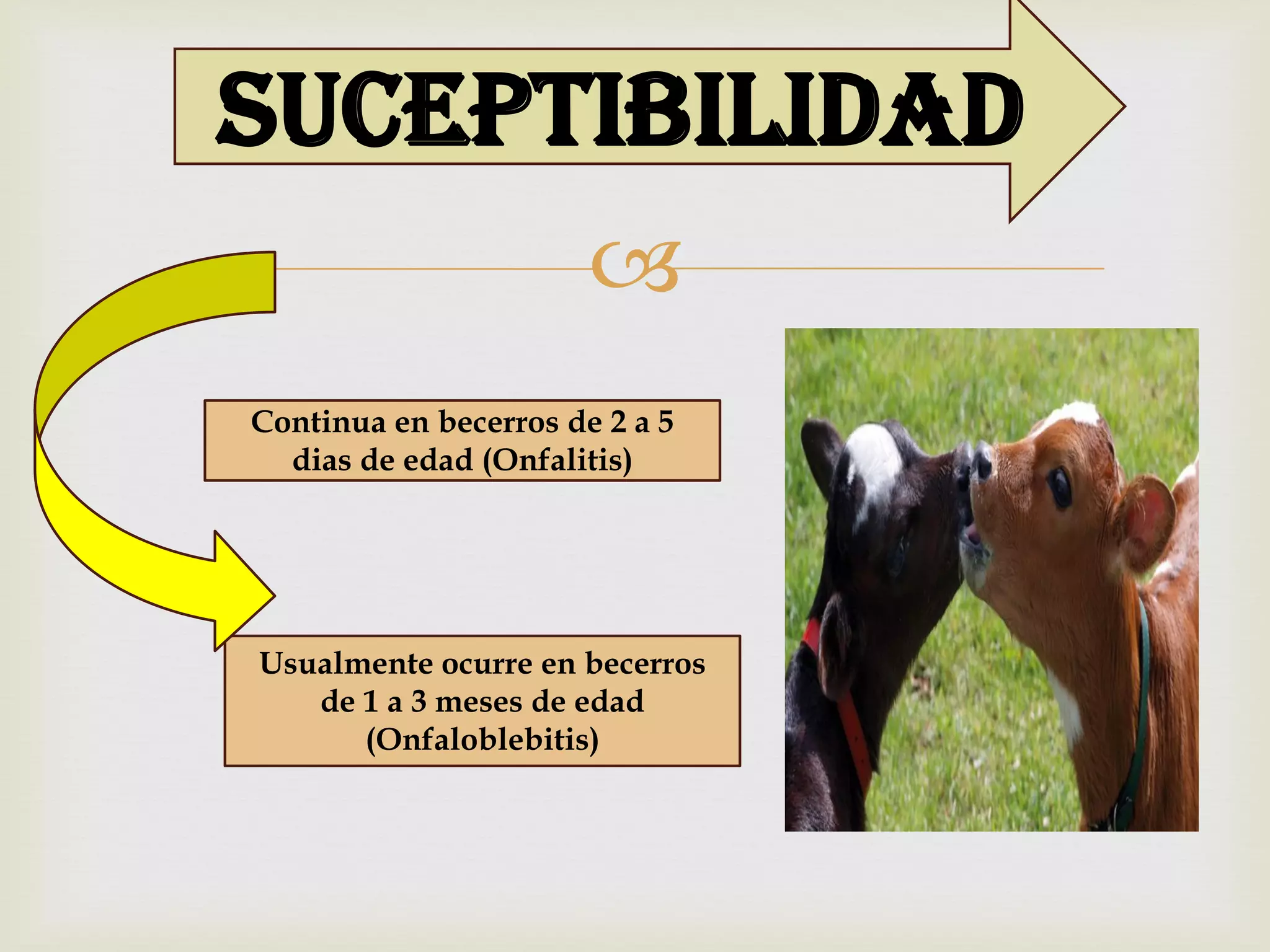 ONFALITIS-ONFALOFLEBITIS-ONFALOARTERITIS | PPT