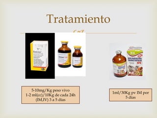 ONFALITIS-ONFALOFLEBITIS-ONFALOARTERITIS | PDF