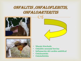ONFALITIS-ONFALOFLEBITIS-ONFALOARTERITIS | PDF