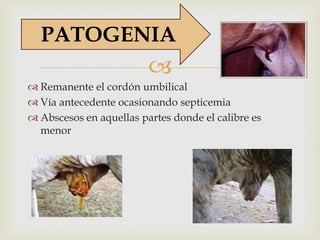 ONFALITIS-ONFALOFLEBITIS-ONFALOARTERITIS | PDF