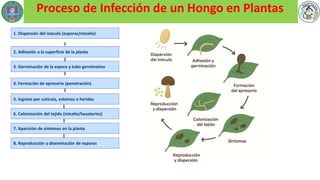 Sanidad vegetal en la agricultura en la actualidad | PDF