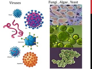 Sanigard 7500. Silane Quat Antimicrobial | PPTX