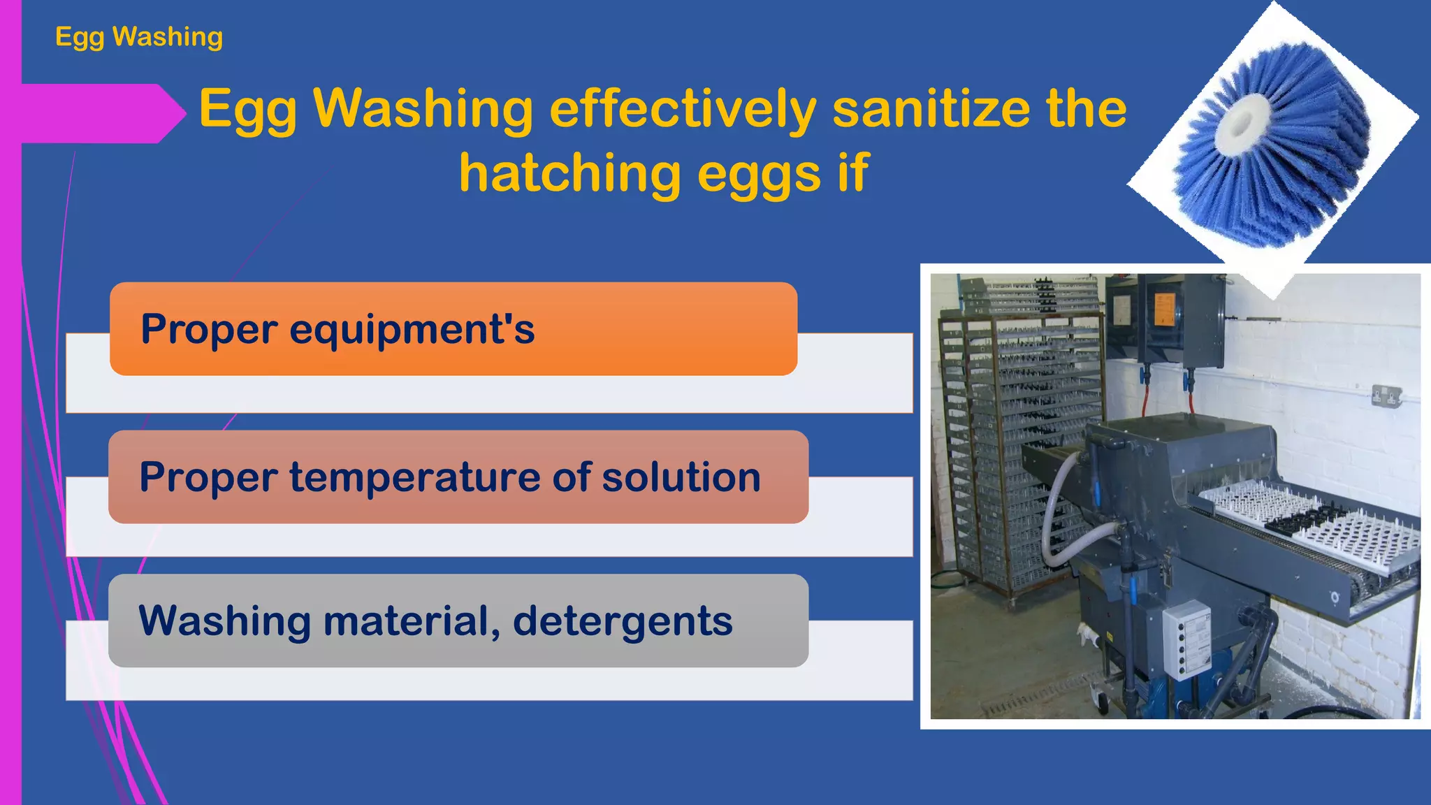 Sanitation disinfection and fumigation in hatchery by Dr M. Ashiq Toor ...