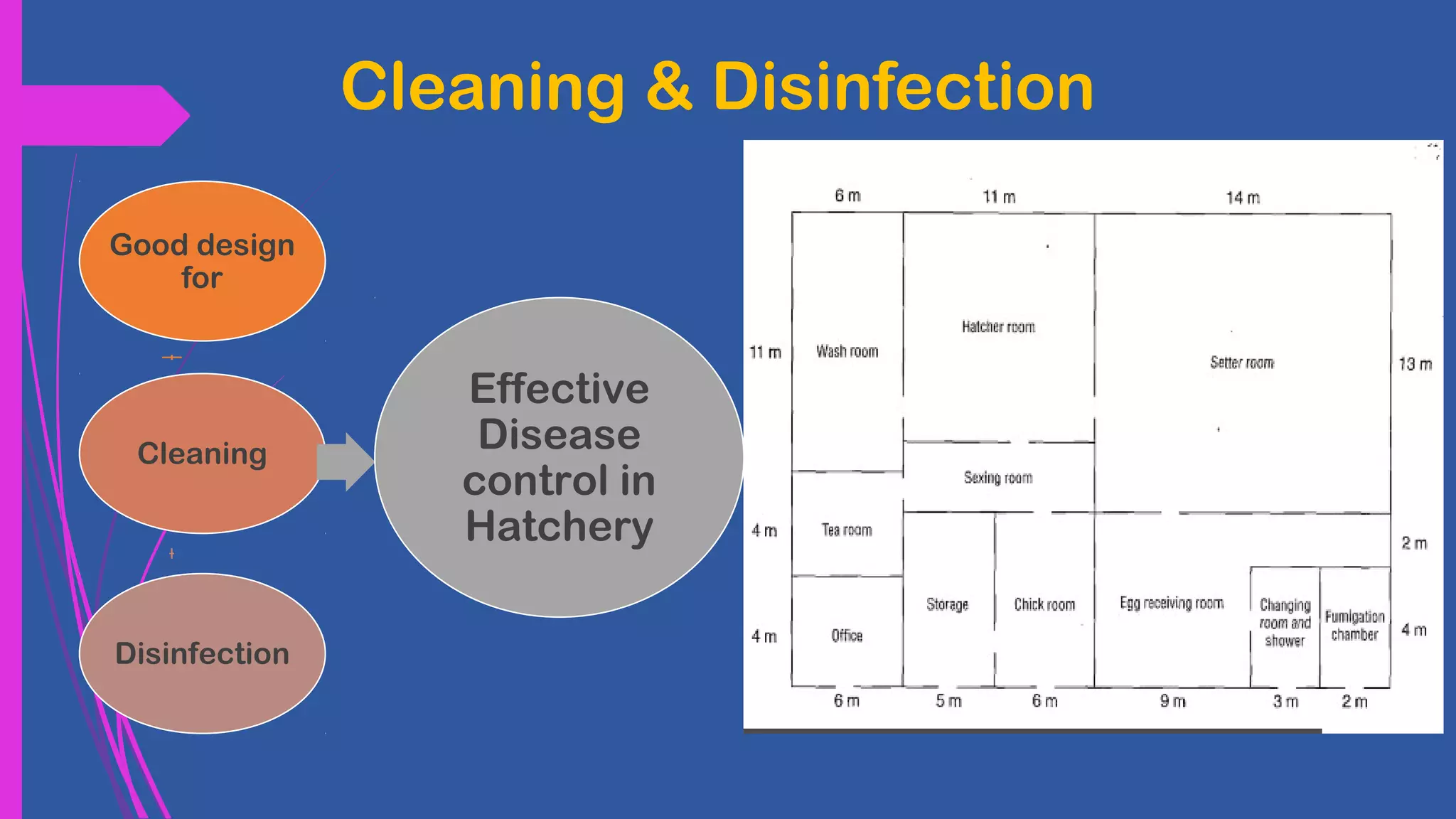 Sanitation disinfection and fumigation in hatchery by Dr M. Ashiq Toor ...