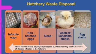 Sanitation disinfection and fumigation in hatchery by Dr M. Ashiq Toor ...