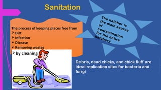 Sanitation disinfection and fumigation in hatchery by Dr M. Ashiq Toor ...