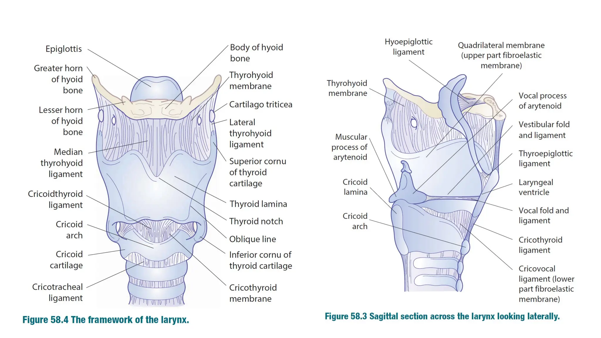 Anatomy of larynx and tracheobronchial tree | PPTX